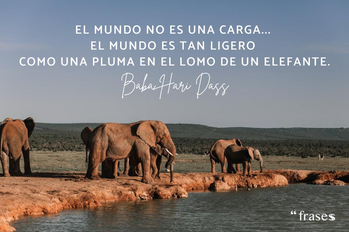 + 50 frases de elefantes ¡Para reflexionar y compartir!