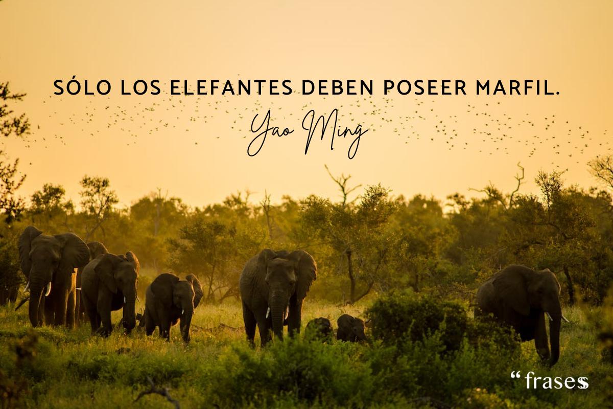 + 50 frases de elefantes ¡Para reflexionar y compartir!